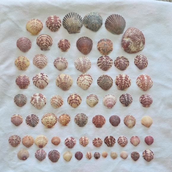 seashells | Accents | 65 Assorted Calico Seashell Collection In Earthy ...